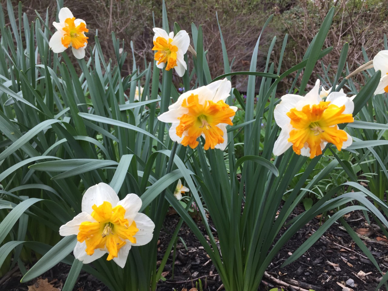 Tuesdays with Anne in the Gardens - Gramercy Mansion